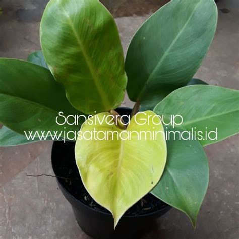 Tanaman Philo Lemon Philodendron Moon Light Lazada Indonesia