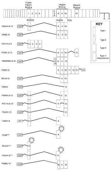 A Matricryptic Conformation Of The Integrin Binding Domain Of