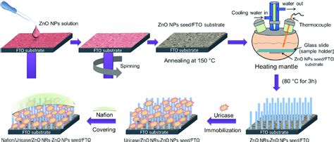 Scheme 1 Scheme Showing Ua Biosensor Fabrication Procedure Download Scientific Diagram
