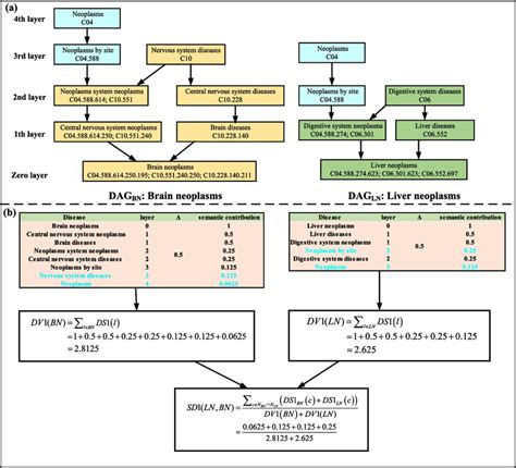 The Computational Process Of The Semantic Similarity Between Brain