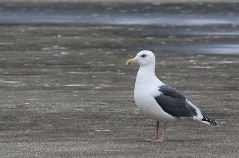 ミユビシギを探しに① オオセグロカモメ成鳥夏羽とセグロカモメ第1回冬羽 旬を楽しむ