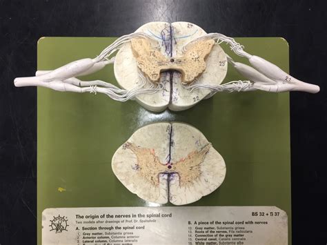 Spinal Cord Gray White Matter Diagram Quizlet