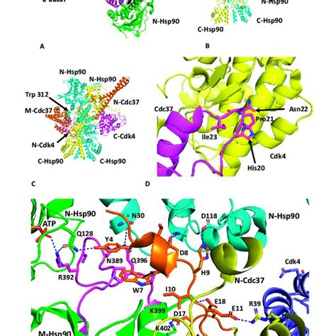 Pymol Cartoons Showing The Interactions Of Hsp90 Cdc37 And Kinases