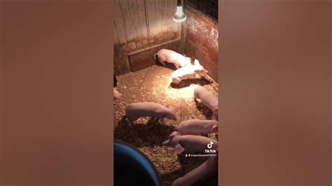 Поросята поросятки Youtube