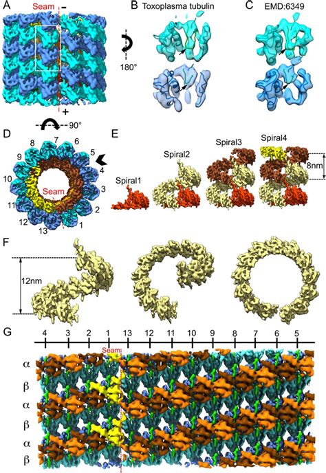 Labeled Toxoplasma Gondii Structure