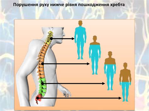 Спинний мозок презентация онлайн