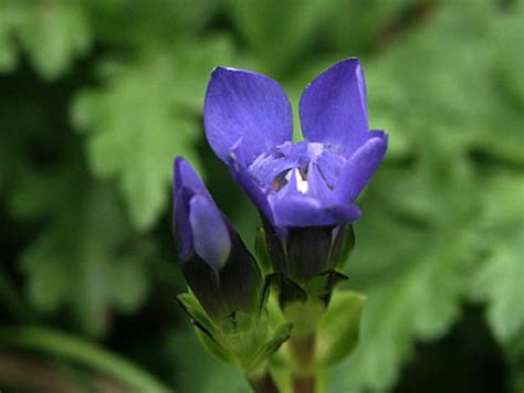 イイデリンドウ山の花野の花 M Rの山歩き