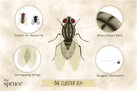 Big House Flies