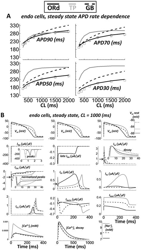 Comparison With Other Human Ventricular Ap Models Single Endo Cell