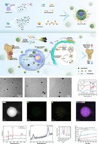 金属离子和抗生素共负载纳米颗粒对抗耐甲氧西林金黄色葡萄球菌诱导的骨髓炎 Acs Nano X Mol
