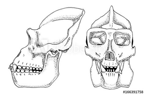 Gorilla Skull Drawing At Explore Collection Of