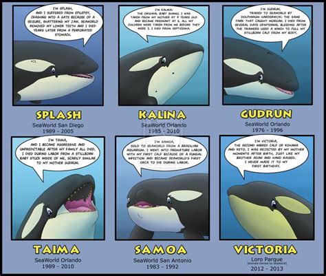 Pin On Orcas
