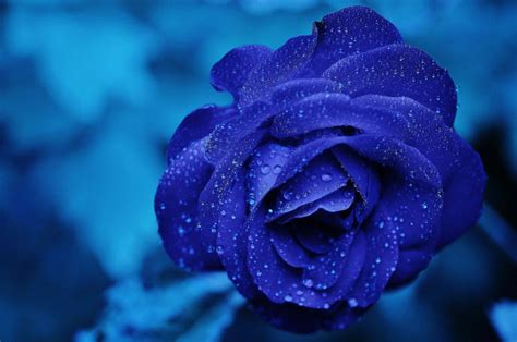 What Is The Rarest Color Of Rose Plant Addicts