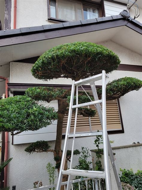 マキの刈り込み剪定作業埼玉県入間市