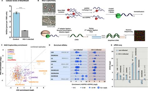 Hiv 1 Infection Reduces Nad Capping Of Host Cell Snrna And Snorna Acs