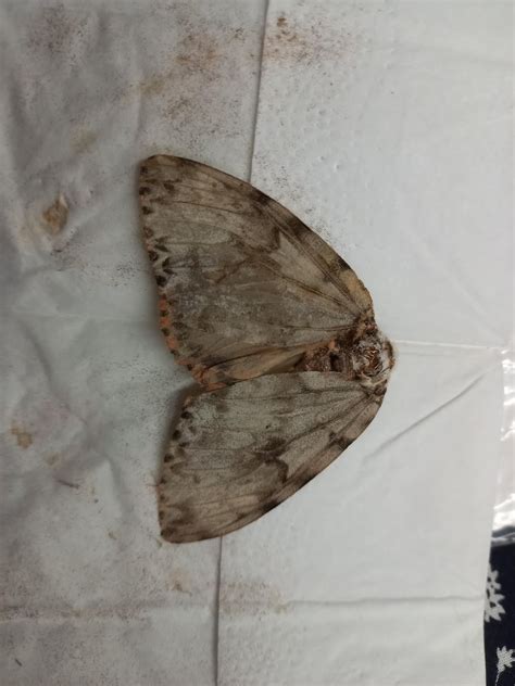 What Is This Moth R Whatsthisbug