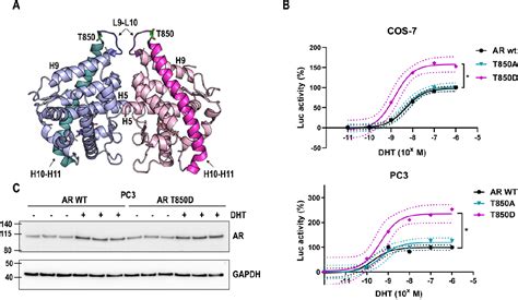 Figure 1 From The T850d Phosphomimetic Mutation In The Androgen Receptor Ligand Binding Domain