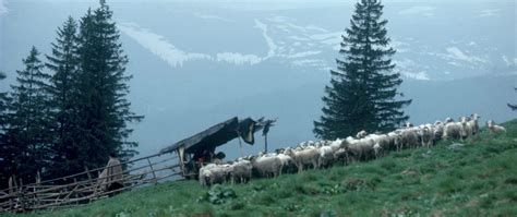 Transylvanian Shepherds A Book By Laurence Salzmann — Laurence Salzmann