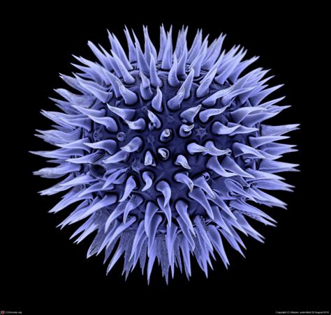 Pollen Under Microscope 100x At Rosemary Henry Blog