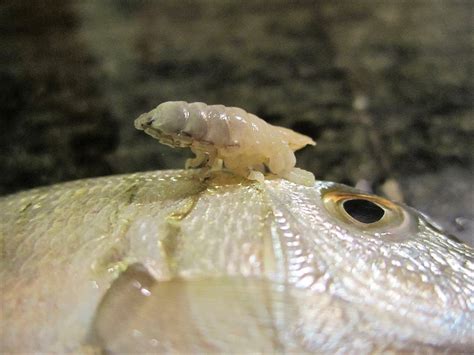 Parasitic Isopod Fish Tongue