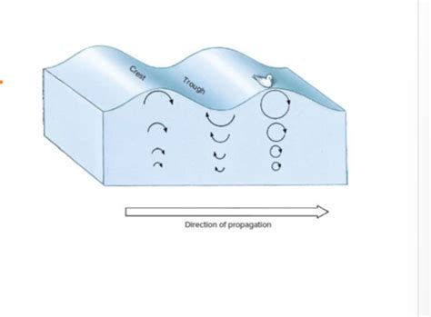 Biology Unit 4 Quiz Flashcards Quizlet