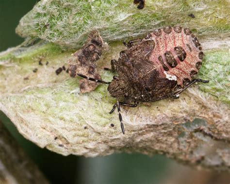 Shield Bug Nymph By Alan Baseley Ephotozine