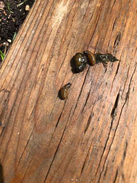 Help Identifying Some Larvae Insects