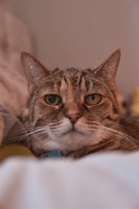 Shes Old And Has A Dislocated Lens But We Still Love Her Still Love Her Love Her Be Still