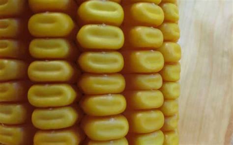 Pollination In Corn Timeline Of Key Steps Pioneer Seeds
