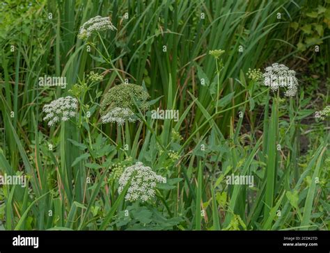 Greater Water Parsnip Sium Latifolium In Flower In Lakeside Marshland Stock Photo Alamy