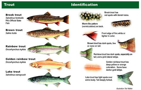 All About Trout Pennsylvania Trout In The Classroom