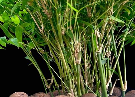 竹子的寓意和象征风水 植物说