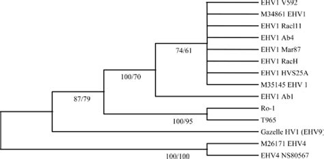 Neighbor Joining Consensus Tree Based On Gb Sequences Only Branches