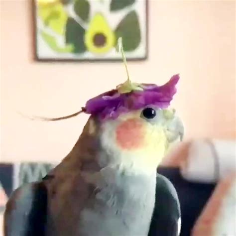 عروس هلندی سخنگو