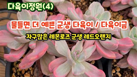 다육이정원4 물들면 예쁜 군생 다육이 꽃처럼 예쁜 군생 다육이금 Youtube