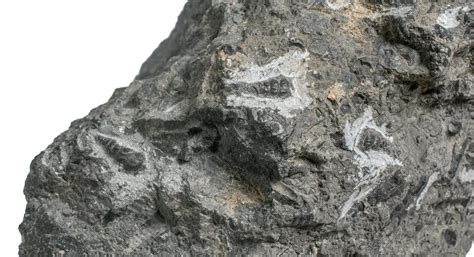 Yes A Triassic Heteromorph Ammonite The Natural Canvas