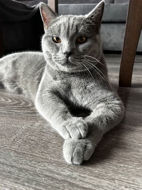 Британска късокосместа мъжки за разплод Британска късокосместа Мъжки