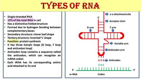 Types Of Rna Mrna Trna Rrna Snrna Snorna Mirna Shrna Sirna Telomerase Rna