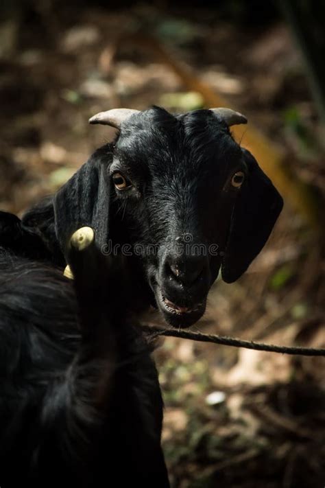 Bode Preto Imagem De Stock Imagem De Rebanho Wildlife 223811279