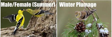 10 Types Of Finches Found In Virginia Id Guide Bird Watching Hq