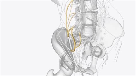 Premium Photo The Lumbosacral Plexus Is A Network Of Nerve Fibers Derived From The Roots Of