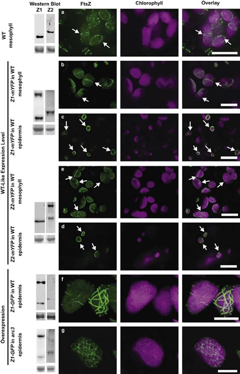 Fluorescence Microscopy Localization Of Ftsz In Leaf Chloroplasts