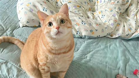 Mcp技术：渗透测试从自动化到智能化 D1tasec 博客园