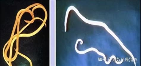 猫咪有这些特征说明它身上爬满了虫子 知乎