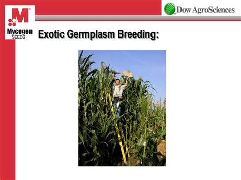 Ppt Exotic Germplasm A Commercial Perspective Powerpoint