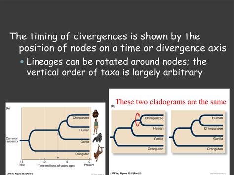 Ppt Reconstructing And Using Phylogenies Powerpoint Presentation Free Download Id3817319