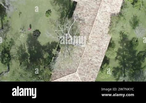 Felling And Pruning At Height With An Arborist Working On The Tree And Workers On The Ground
