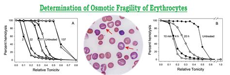 Osmotic Fragility Of Erythrocytes Medicoinfo