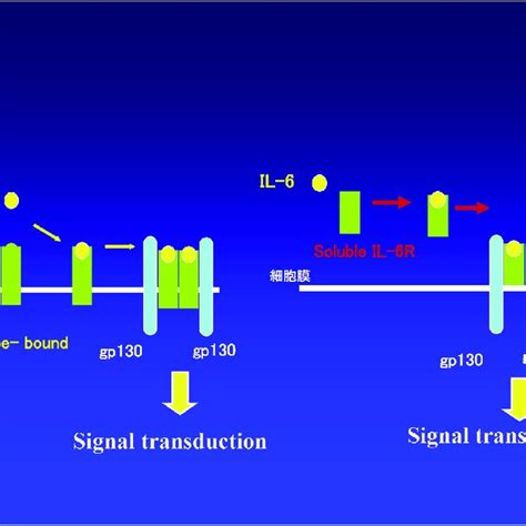 Molecular Structure Of Tocilizumab Right Panel Schematic Download Scientific Diagram