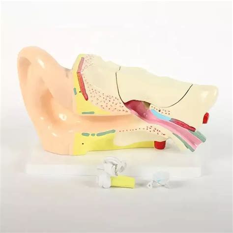 Human Ear Model Simulation School Projects